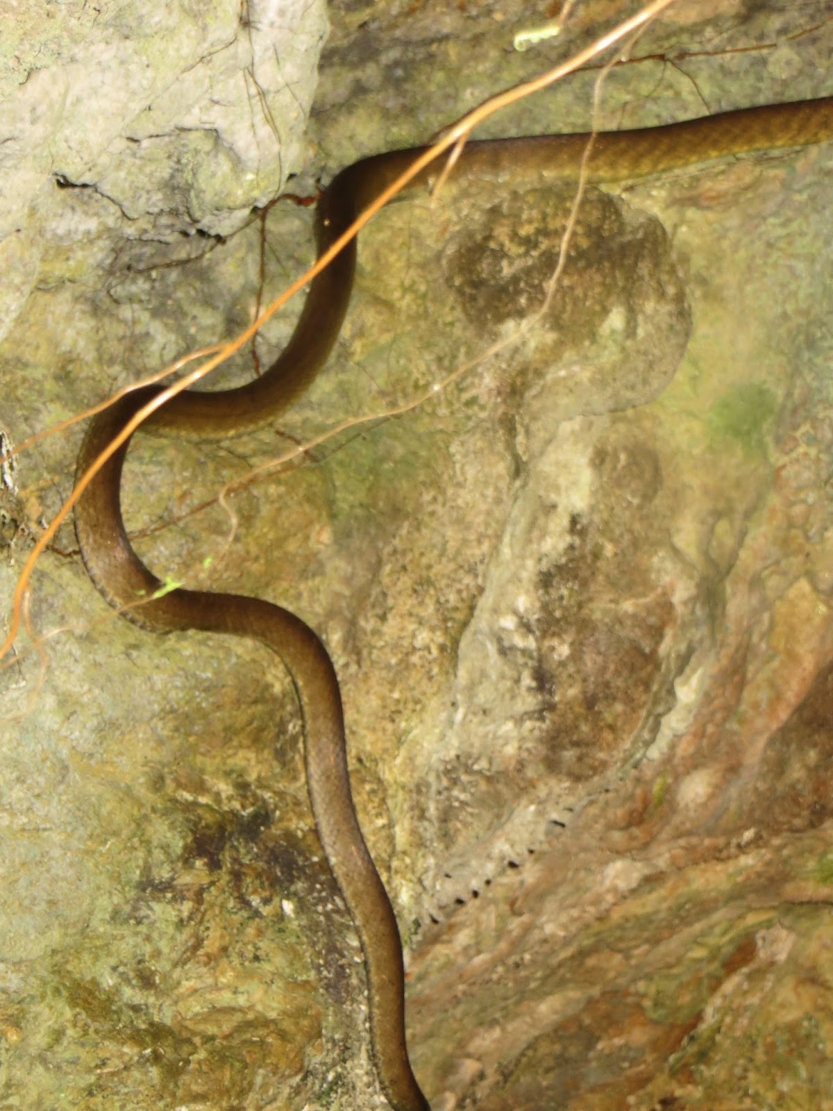 Hursts in Micronesia: Jurassic Park, Traditional Crafts, Tallest ...